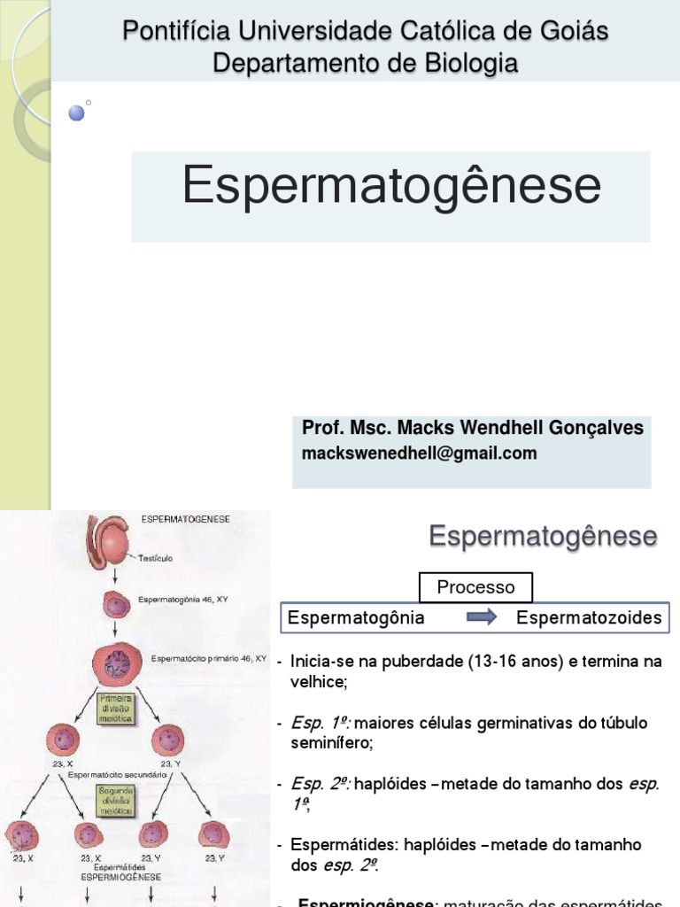 Processo de Espermatogênese: da Espermatogônia ao Espermatozoide | PDF