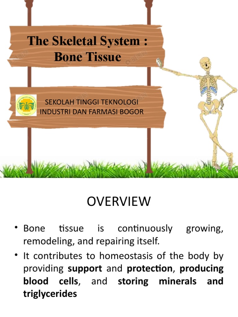 The Skeletal System | PDF | Bone | Osteoblast