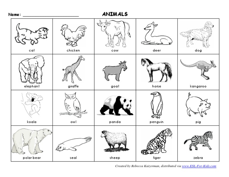 Animals - BW Sheet For Students | PDF