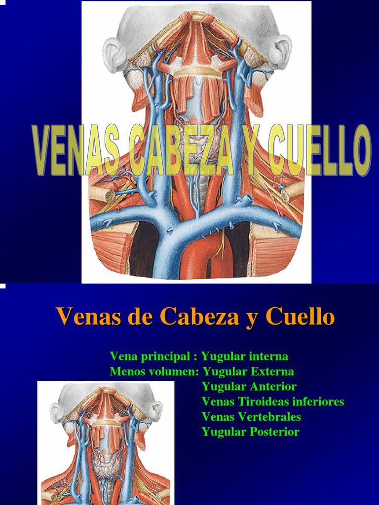 Venas Cabeza Cuello PDF Ganglio Linf tico Abdomen