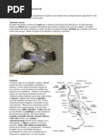 Principales Partes Del Gallo | PDF | Estudios de idiomas extranjeros