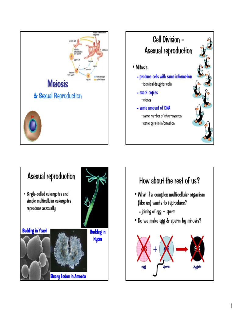 Meiosis PPT Notes | PDF | Meiosis | Mitosis