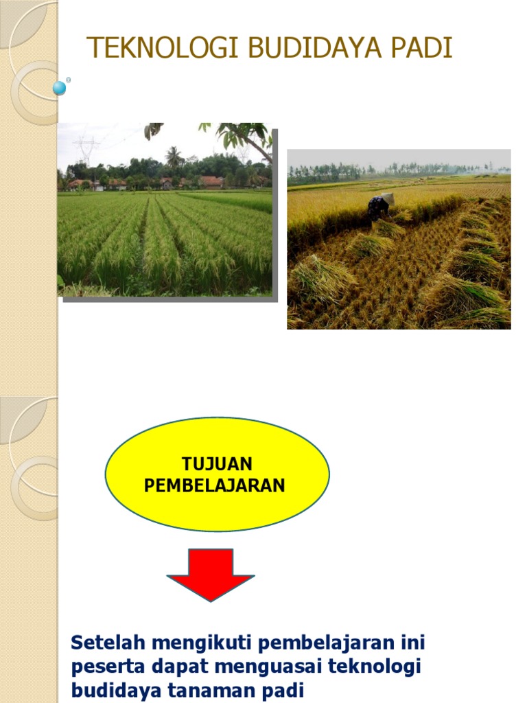 Teknologi Budidaya Padi | PDF