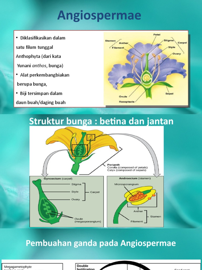 Klasifikasi dan Ciri Angiospermae | PDF | Sains & Matematika