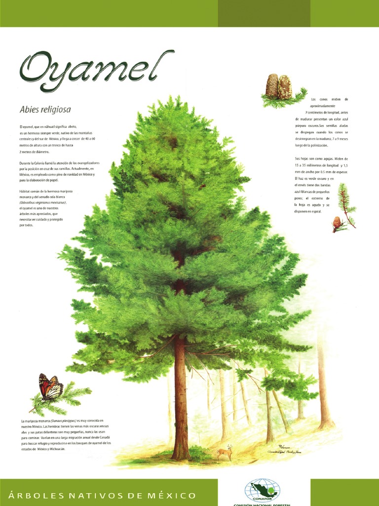OYAMEL | PDF