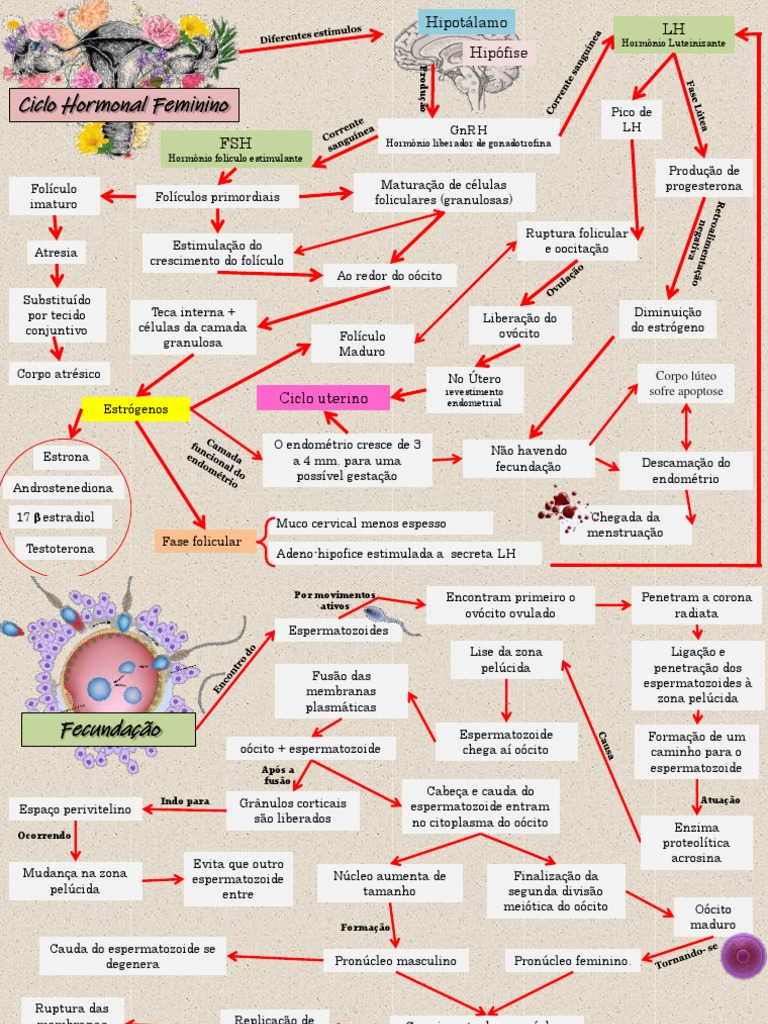 Mapa Mental Embriologia | PDF | Fertilização | Hormônio luteinizante