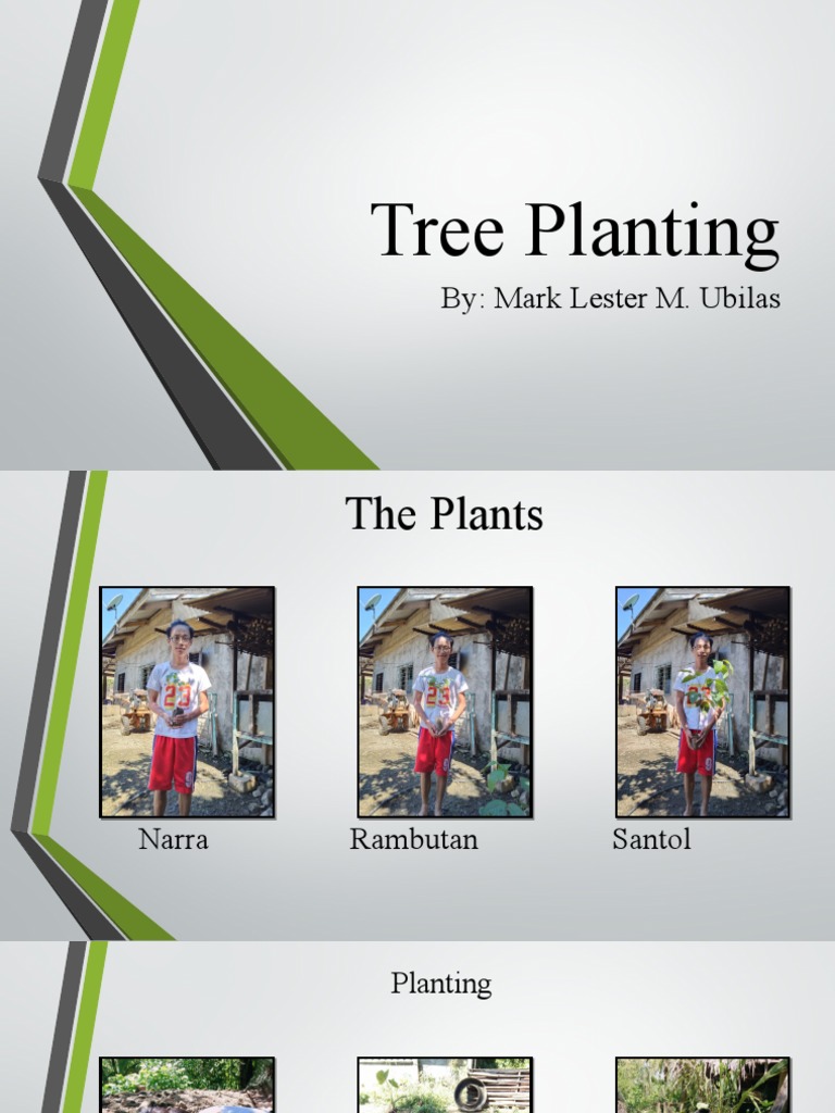 NSTP - Tree Planting | PDF