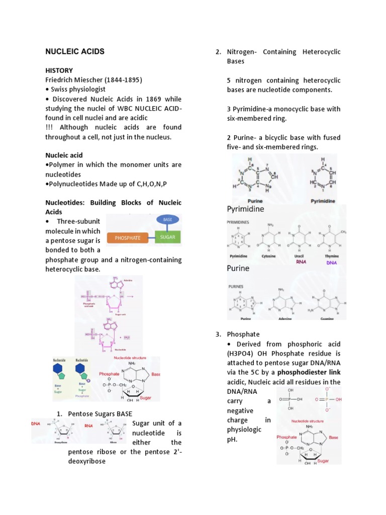 The Structure and Functions of Nucleic Acids: A Comprehensive Review of ...