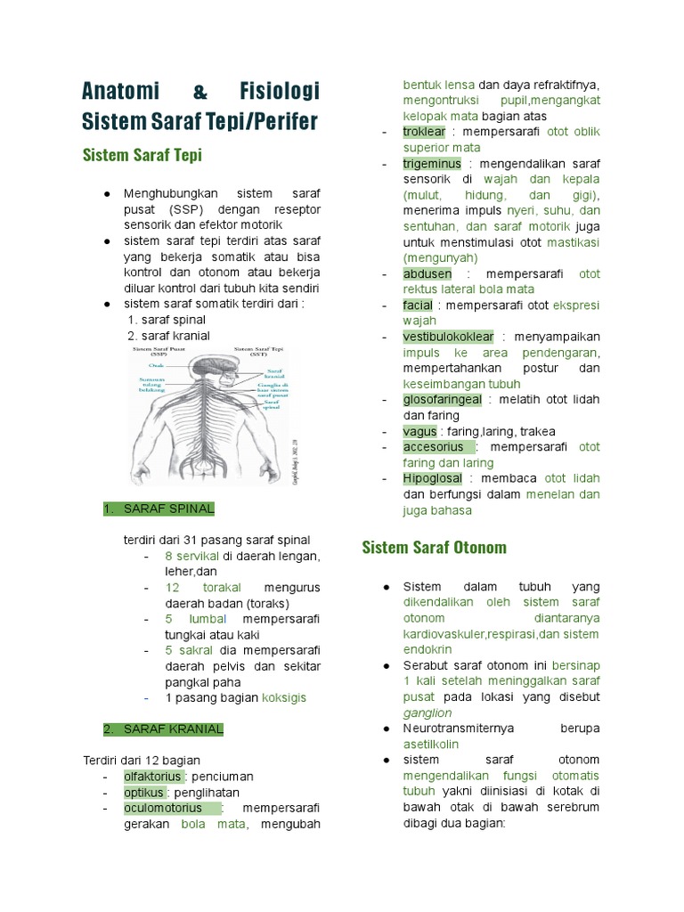 Anatomi & Fisiologi Sistem Saraf Tepi-Perifer | PDF | Kesehatan Holistik