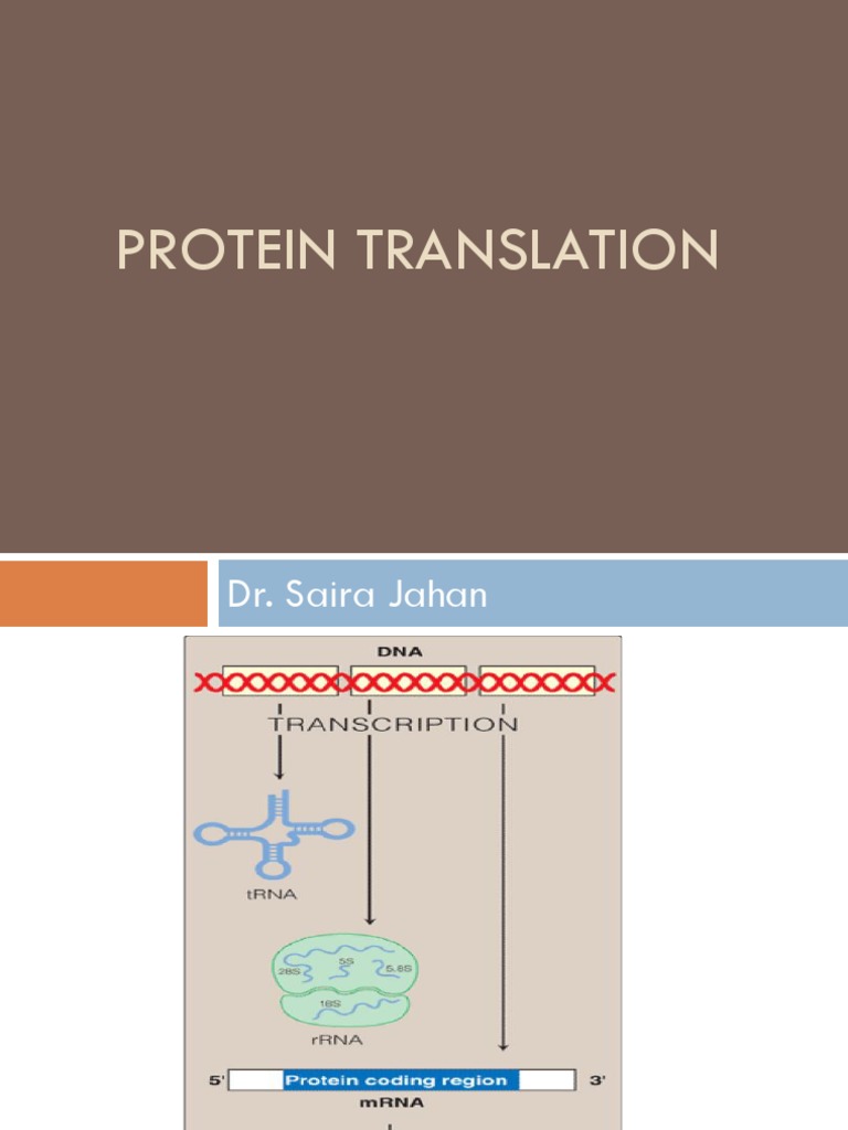 Understanding Protein Translation Process | PDF | Translation (Biology ...