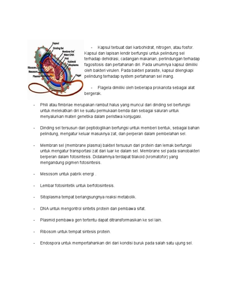 Struktur Monera | PDF