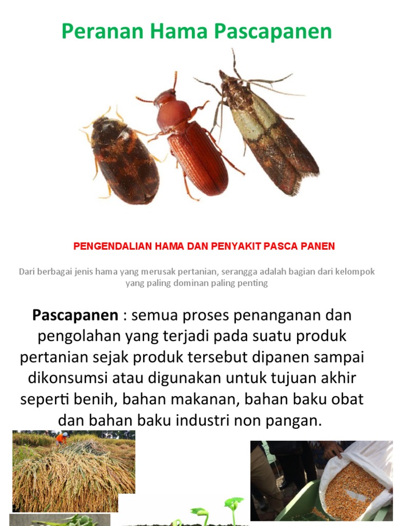 Peranan Hama Pascapanen - PPT - Edited September 2021 | PDF