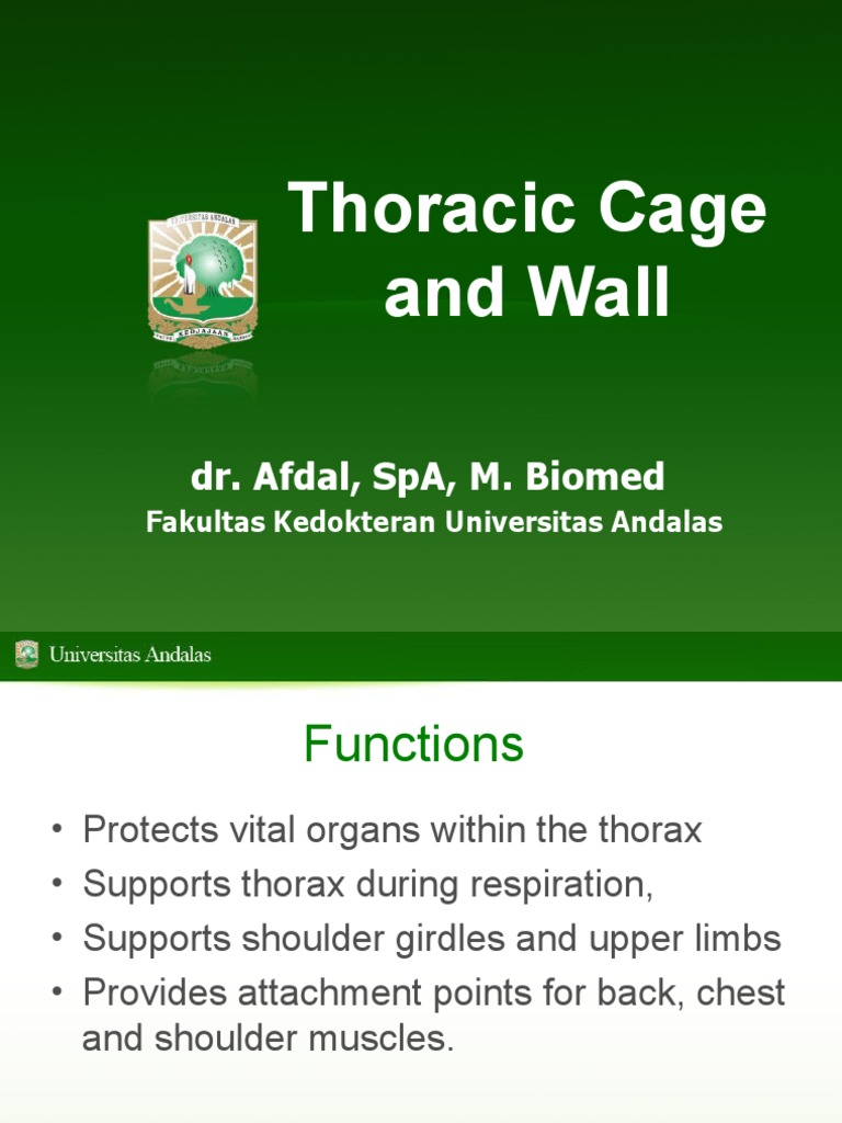 Rongga Thorax - Blok 1.3 | PDF | Thorax | Vertebra