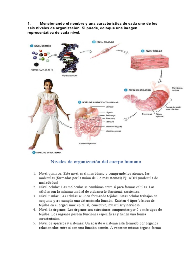 Guia de Estudio Homeostasis | PDF | Nucleo celular | Citoplasma