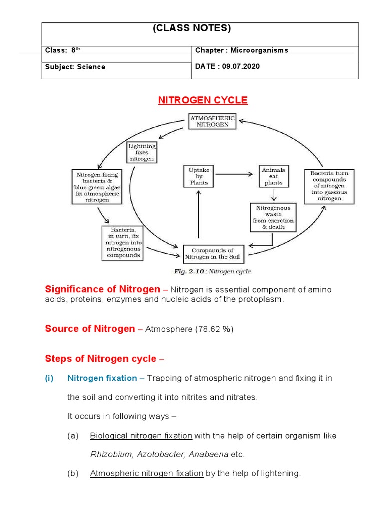 Nitrogen Cycle: (Class Notes) | PDF