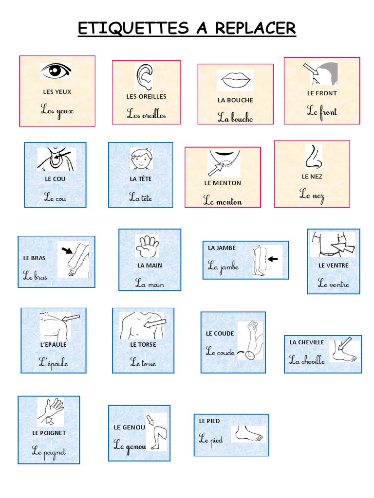 Vocabulaire des parties du corps FLE | PDF | Bien-être