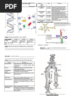 Molecular Basis of Inheritance - Super Notes by Seep Pahuja | PDF ...