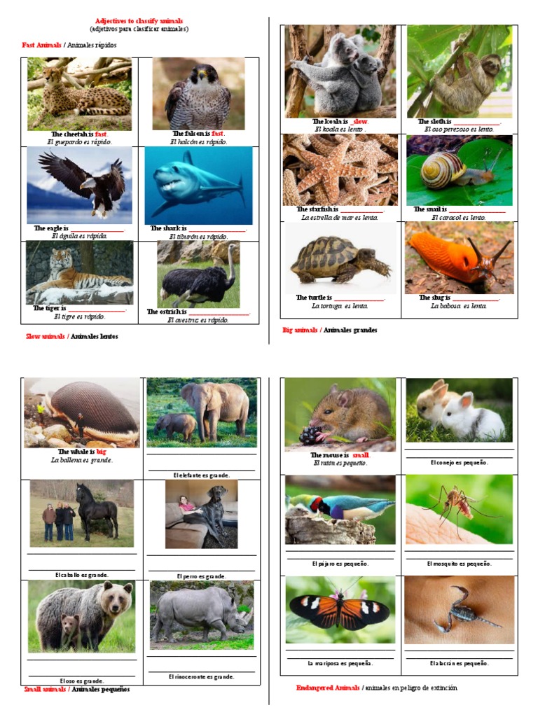Adjetivos para clasificar animales | PDF | Zoología | Organismos