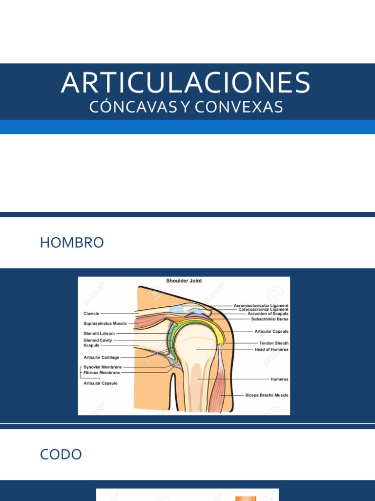 Articulaciones Concavas - Convexas | PDF