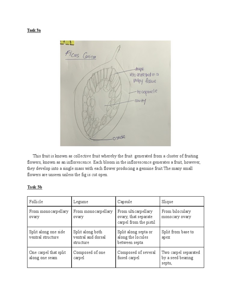 Plant Task 3&4 | PDF | Leaf | Branches Of Botany