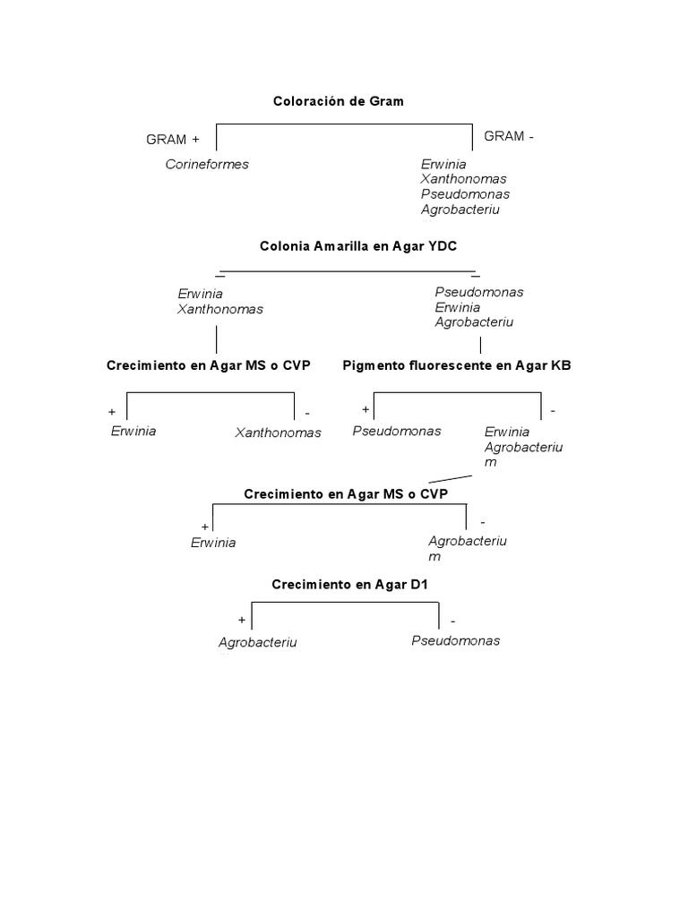 Diagrama de Schaad | PDF
