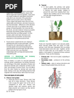 Activity 3 External and Internal Structure of A Root | PDF | Root | Tissue (Biology)