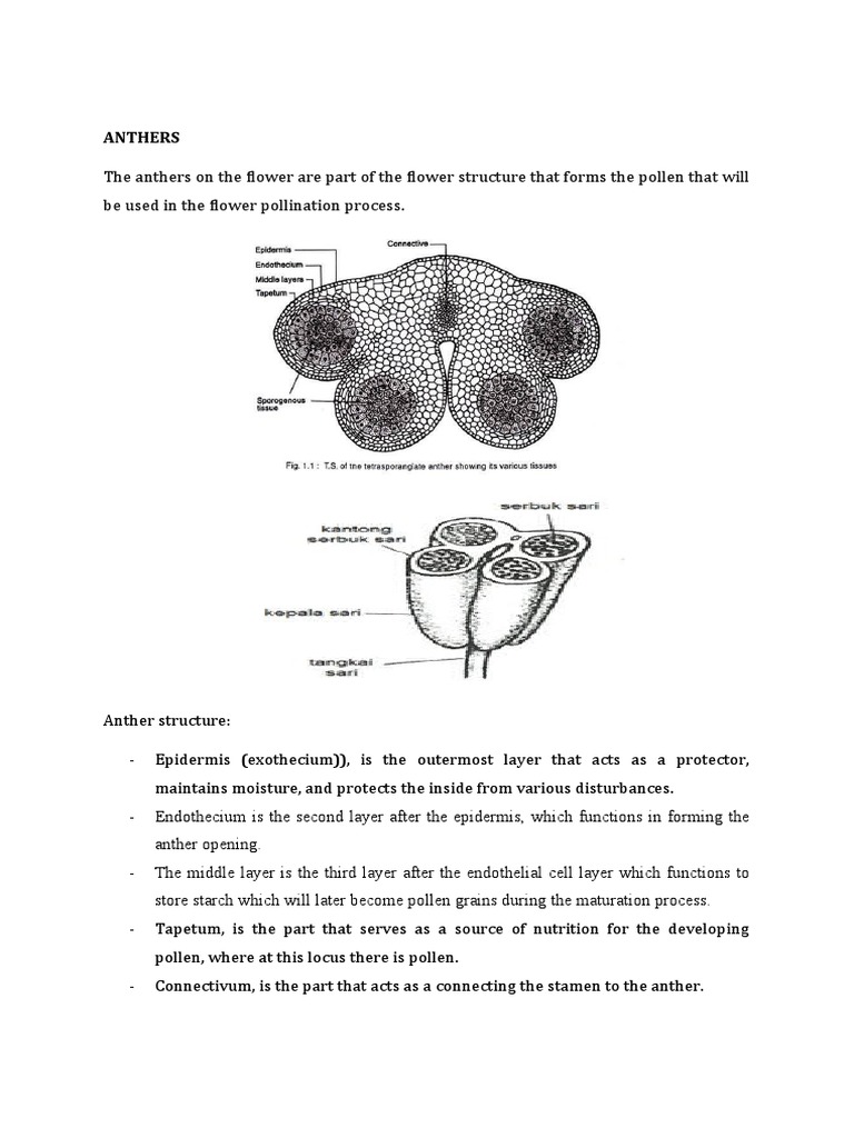 The Structure and Function of Anthers and Ovaries in Flower Pollination ...