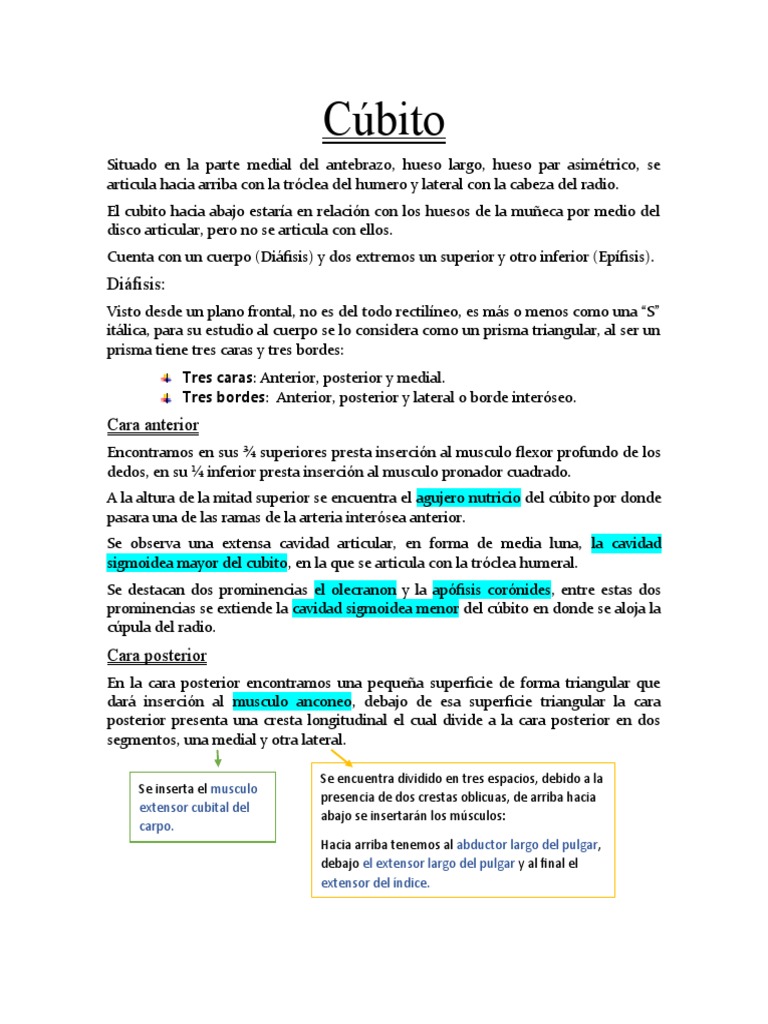 Cúbito | PDF | Codo | Anatomía humana