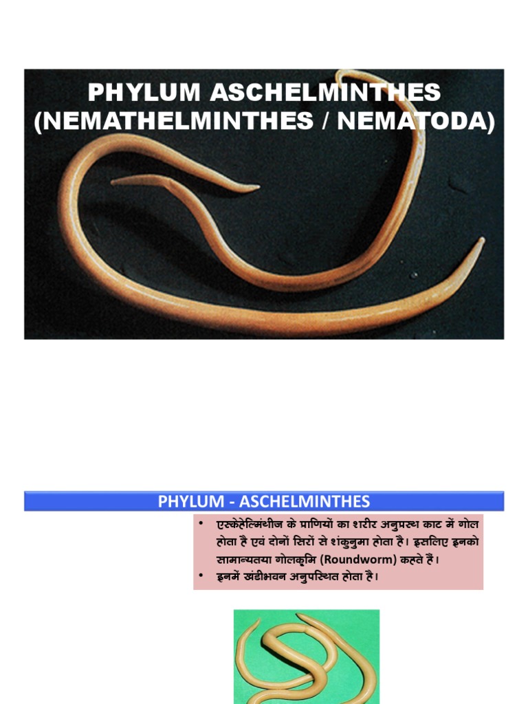 Phylum Aschelminthes (Nemathelminthes / Nematoda) | PDF | Zoology | Anatomy