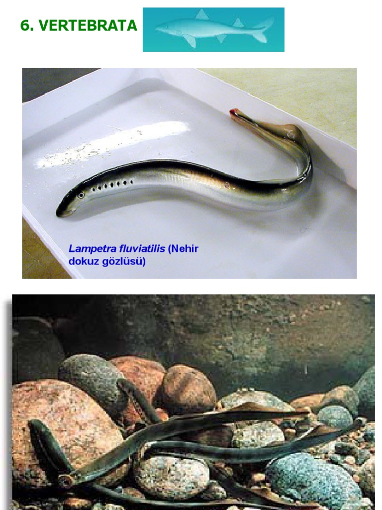 Limnoloji Sunu 15 | PDF