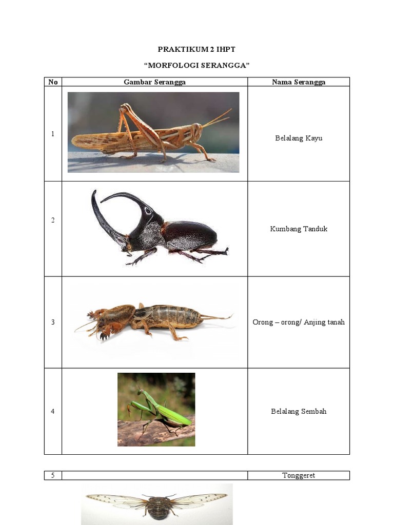 Praktikum 2 Ihpt - Morfologi Serangga | PDF