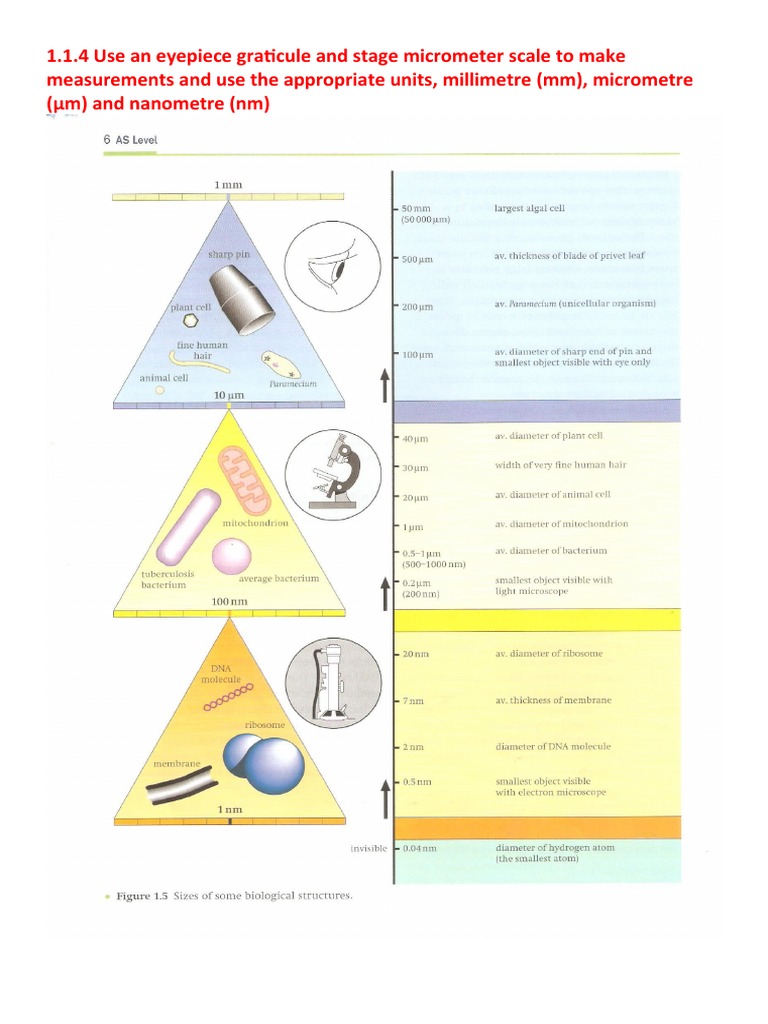 1.1.4 Use An Eyepiece Graticule and Stage Micrometer Scale To Make ...