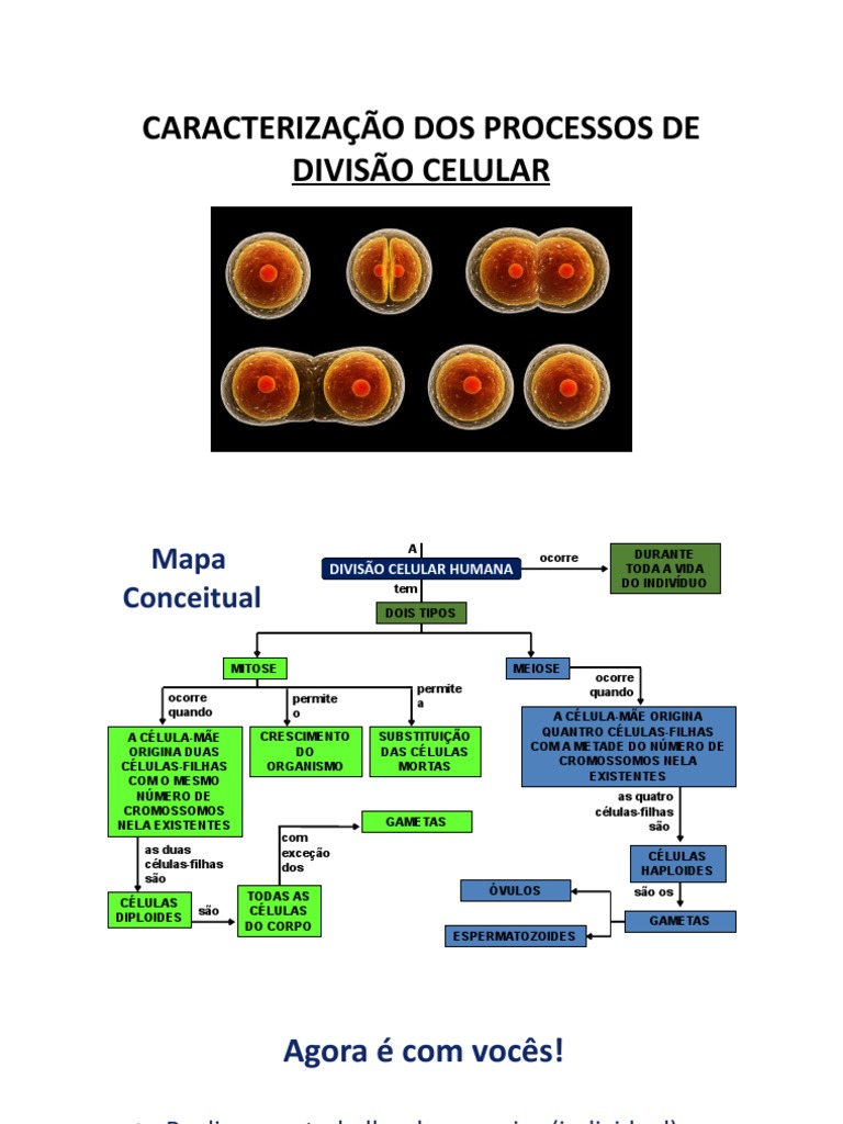 Mapa Mental - Divisão Celular | PDF | Célula (Biologia) | Meiose