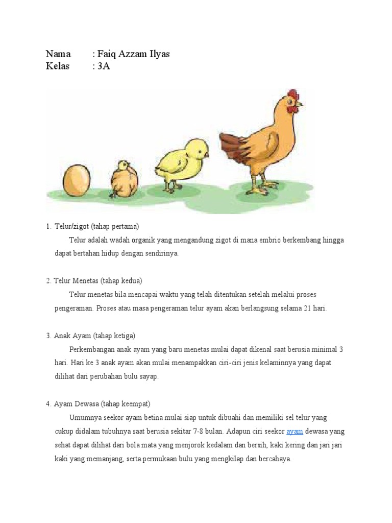 Pertumbuhan Dan Perkembangan Ayam | PDF | Griya & Taman
