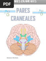 Anatomía de la Región Geniana | PDF | Cabeza y cuello humanos ...