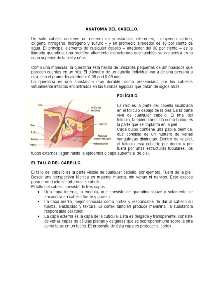 Anatomía Del Cabello | PDF | Sustancias químicas