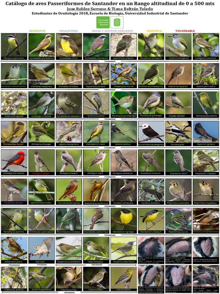 Poster Aves Passeriformes de Santander de 0 A 500m (Parte 4) | PDF ...