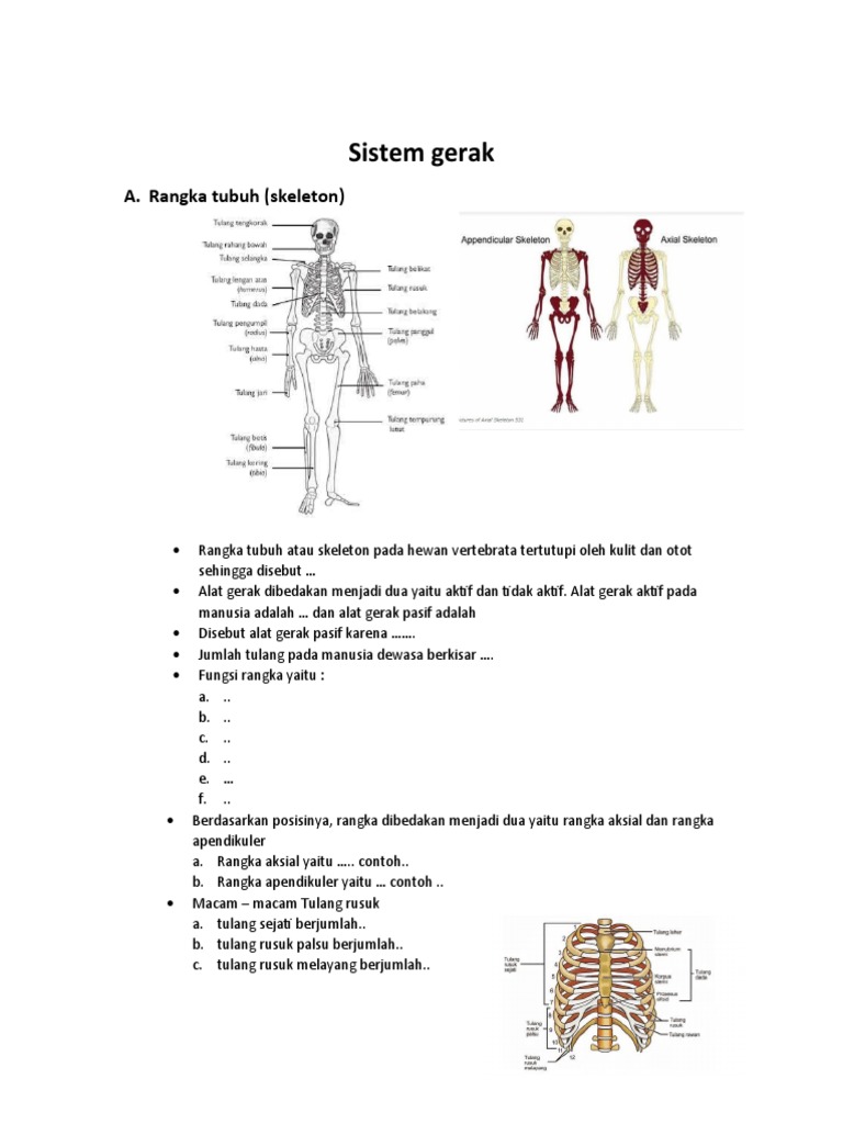LKPD Sistem Gerak Kelas 11 | PDF