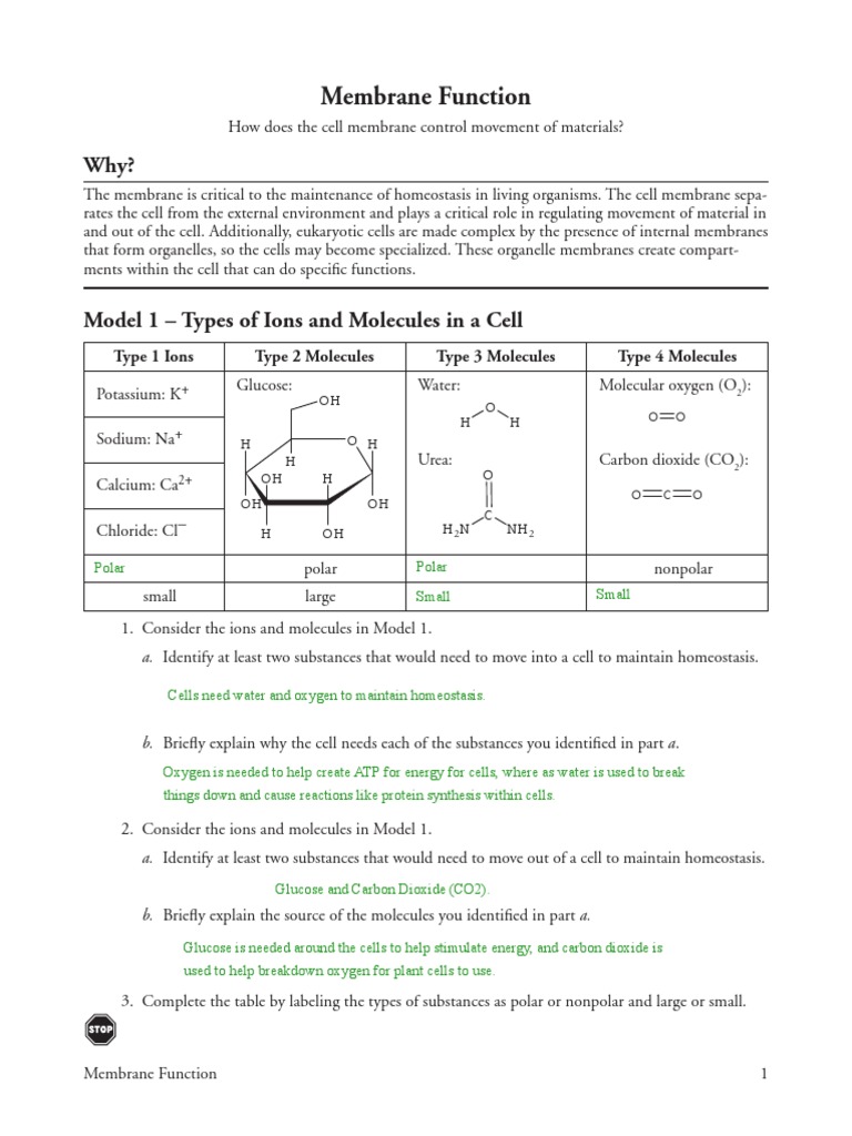 5 Membrane Function Pogil | PDF | Cell Membrane | Cell (Biology)