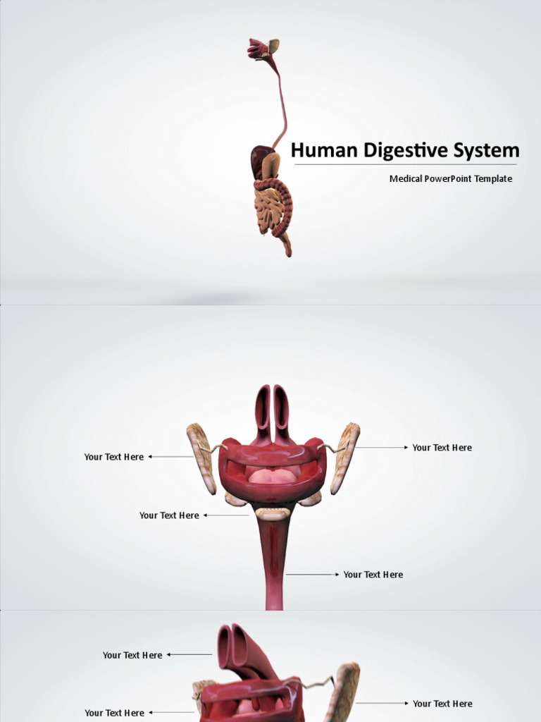 Human Digestive System Overview | PDF