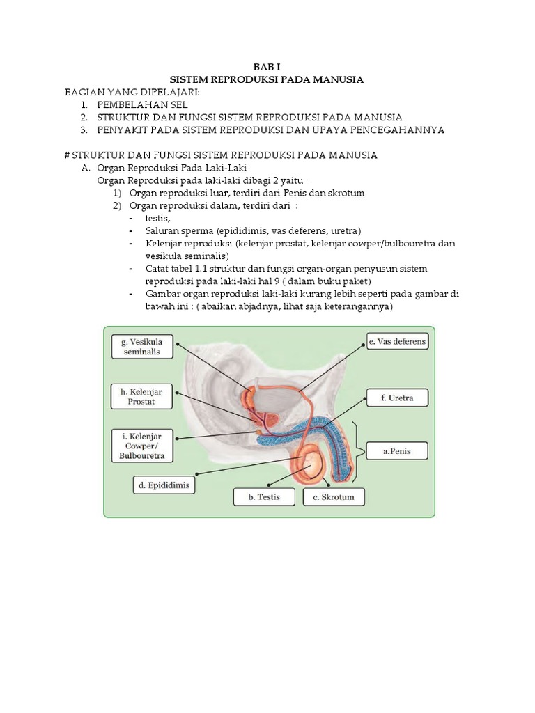 Struktur Dan Fungsi Sistem Reproduksi Pada Manusia & LK | PDF