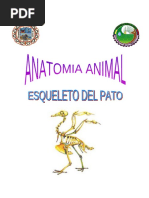Anatomía del Pollo y su Esqueleto | PDF | Corazón | Digestión