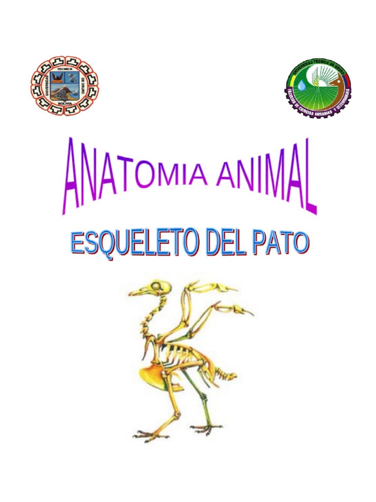 Anatomía y características clave del pato | PDF | Aves | Pluma