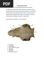 Anatomía del Pollo y su Esqueleto | PDF | Corazón | Digestión