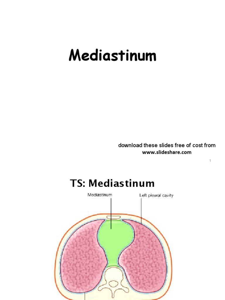 Mediastinum: Download These Slides Free of Cost From | PDF ...