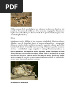 Características y conservación del lobo mexicano | PDF | Biología ...