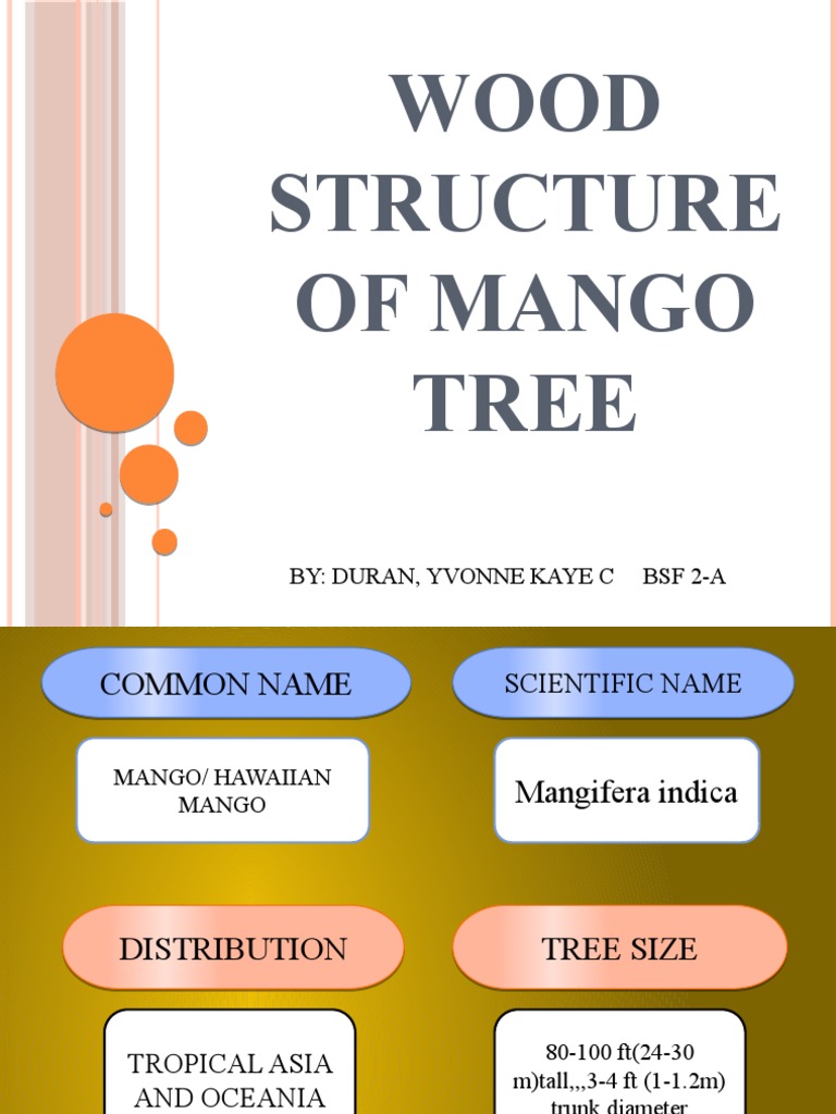 Wood Structure of Mango Tree | Download Free PDF | Wood | Trees