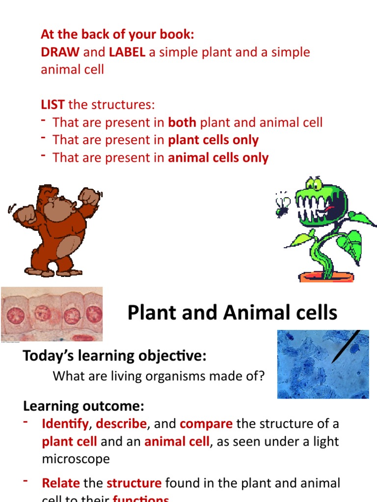 Lesson 1 Plant and Animal Cells | PDF | Cell (Biology) | Cytoplasm