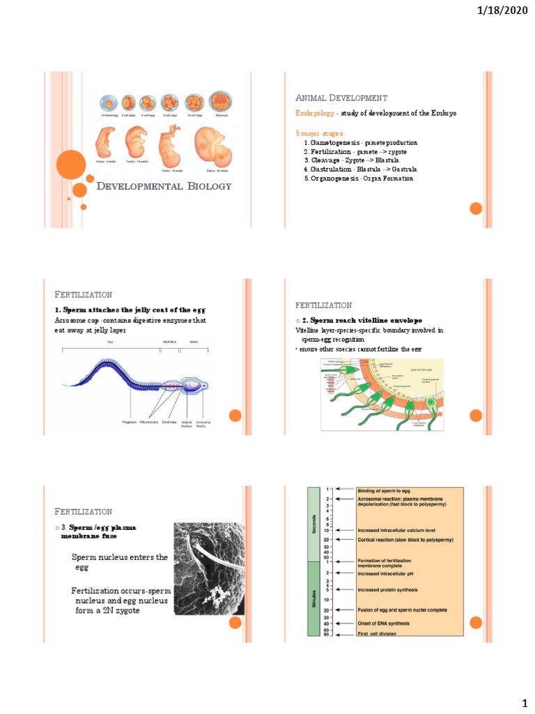 Animal Embryo Development