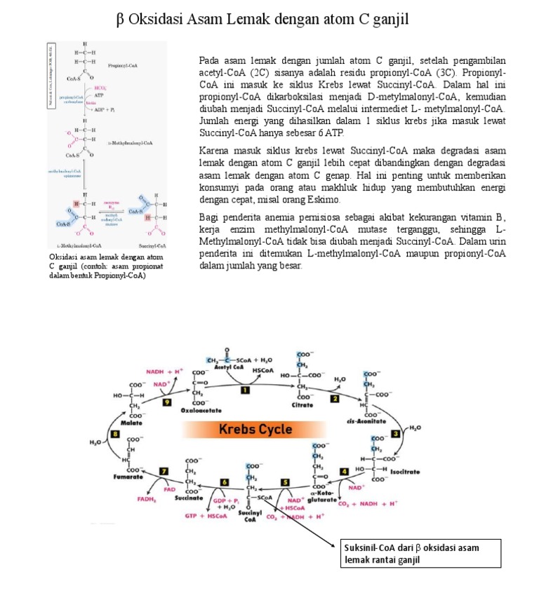 β Oksidasi Asam Lemak dengan atom C ganjil | PDF